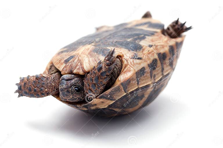Turtle stock photo. Image of turtle, uncomfortable, hopelessness - 30448380