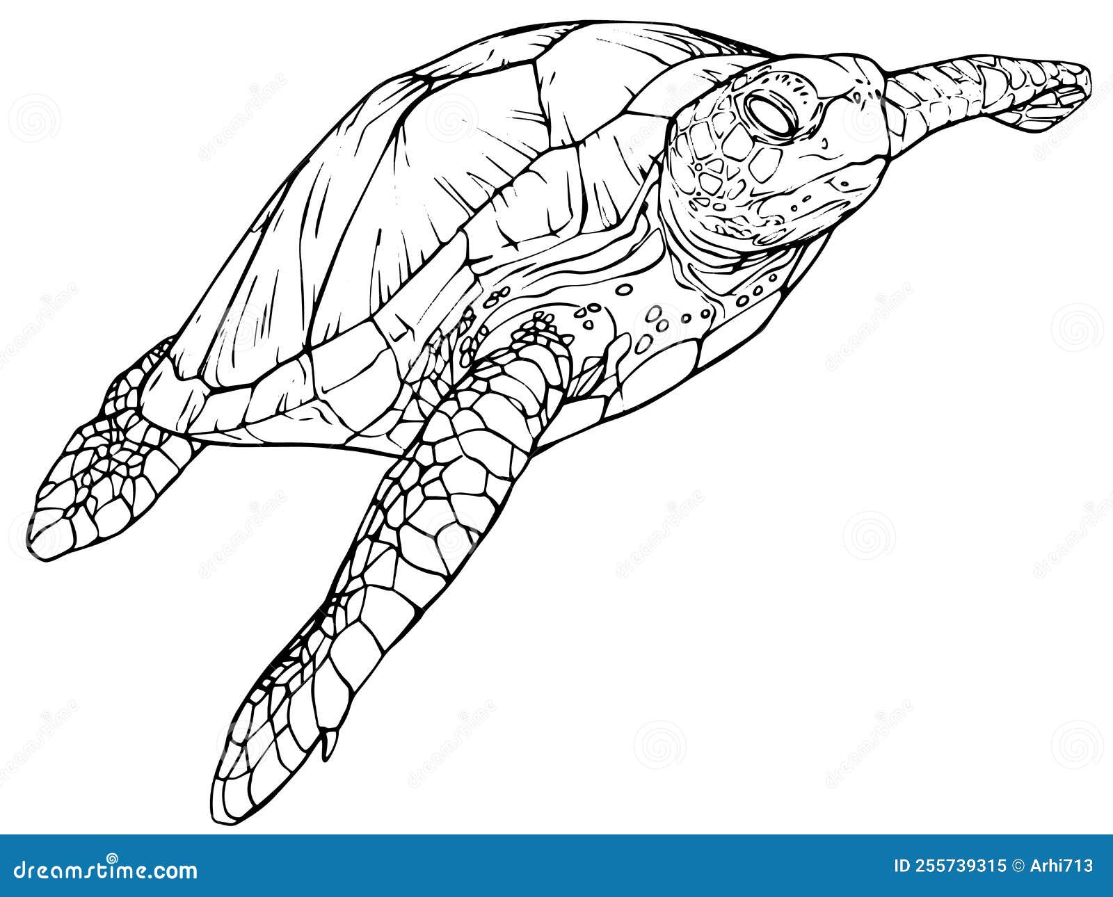 Turtle Vector Drawing for Children`s and Adults` Illustrations. Stock ...