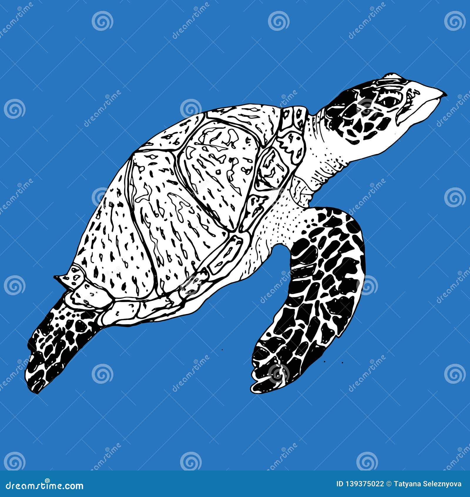 Turtle. Vector Hand Drawn Ink Illustration. Isolated Image. Sketch of ...
