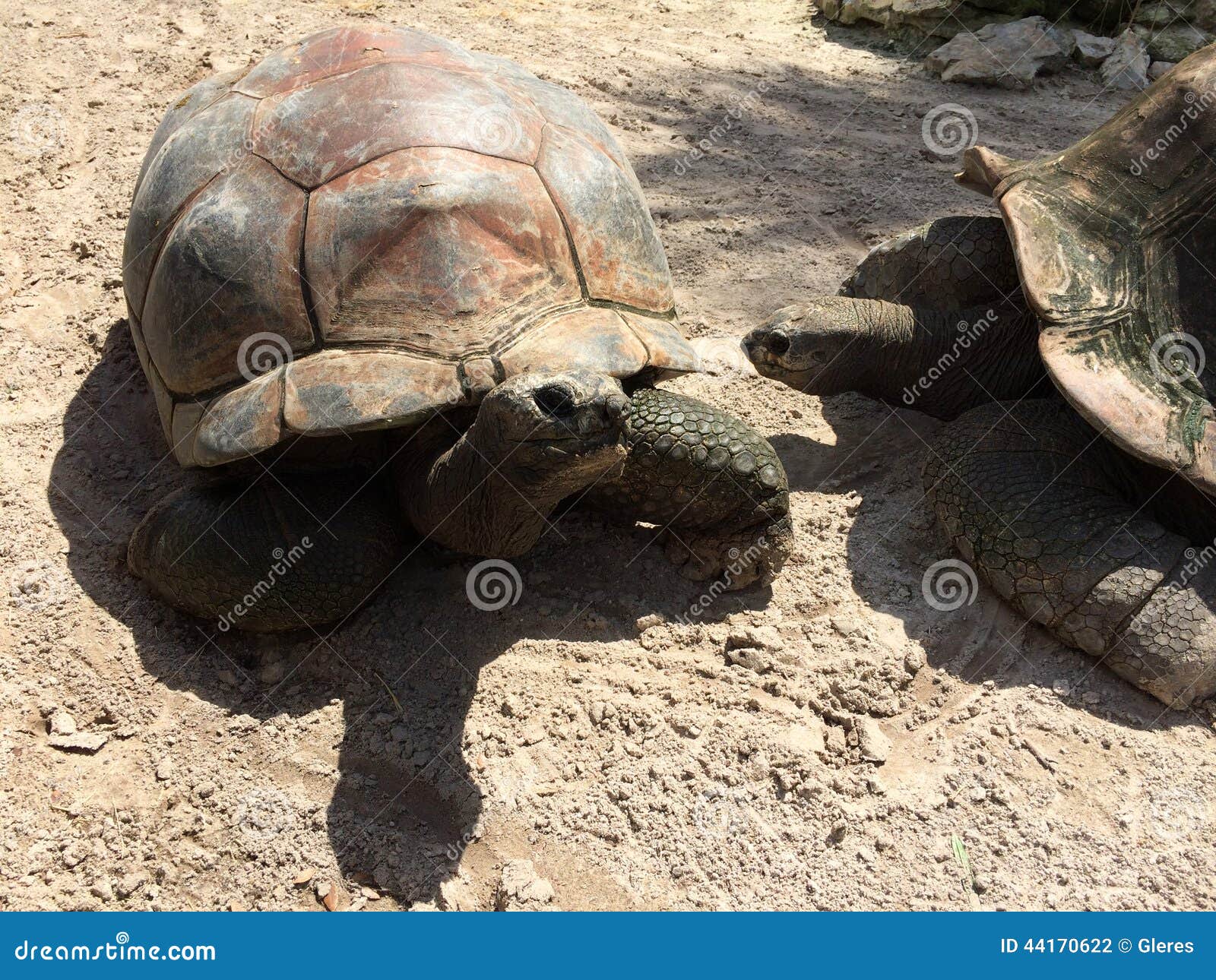 Turtle stock photo. Image of heat, sand, large, summer - 44170622