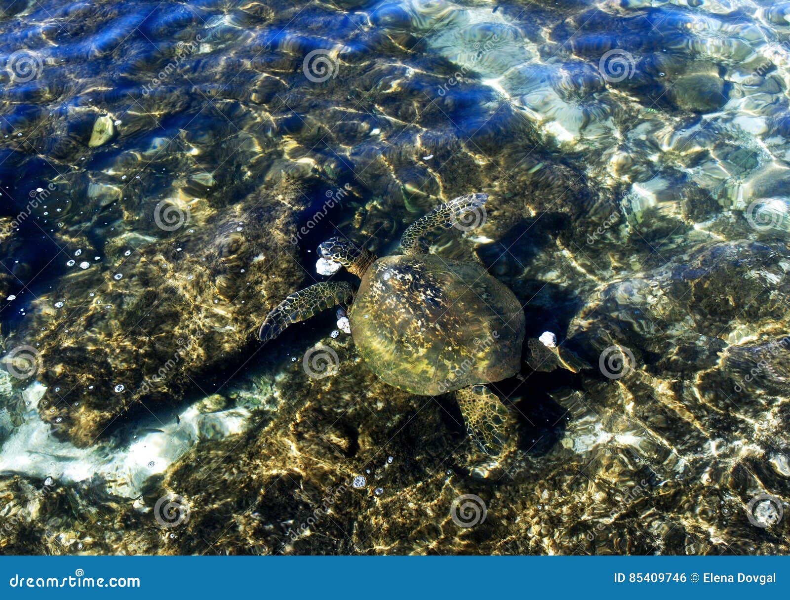 Very Big Old Turtle. Royalty-Free Stock Photography | CartoonDealer.com ...