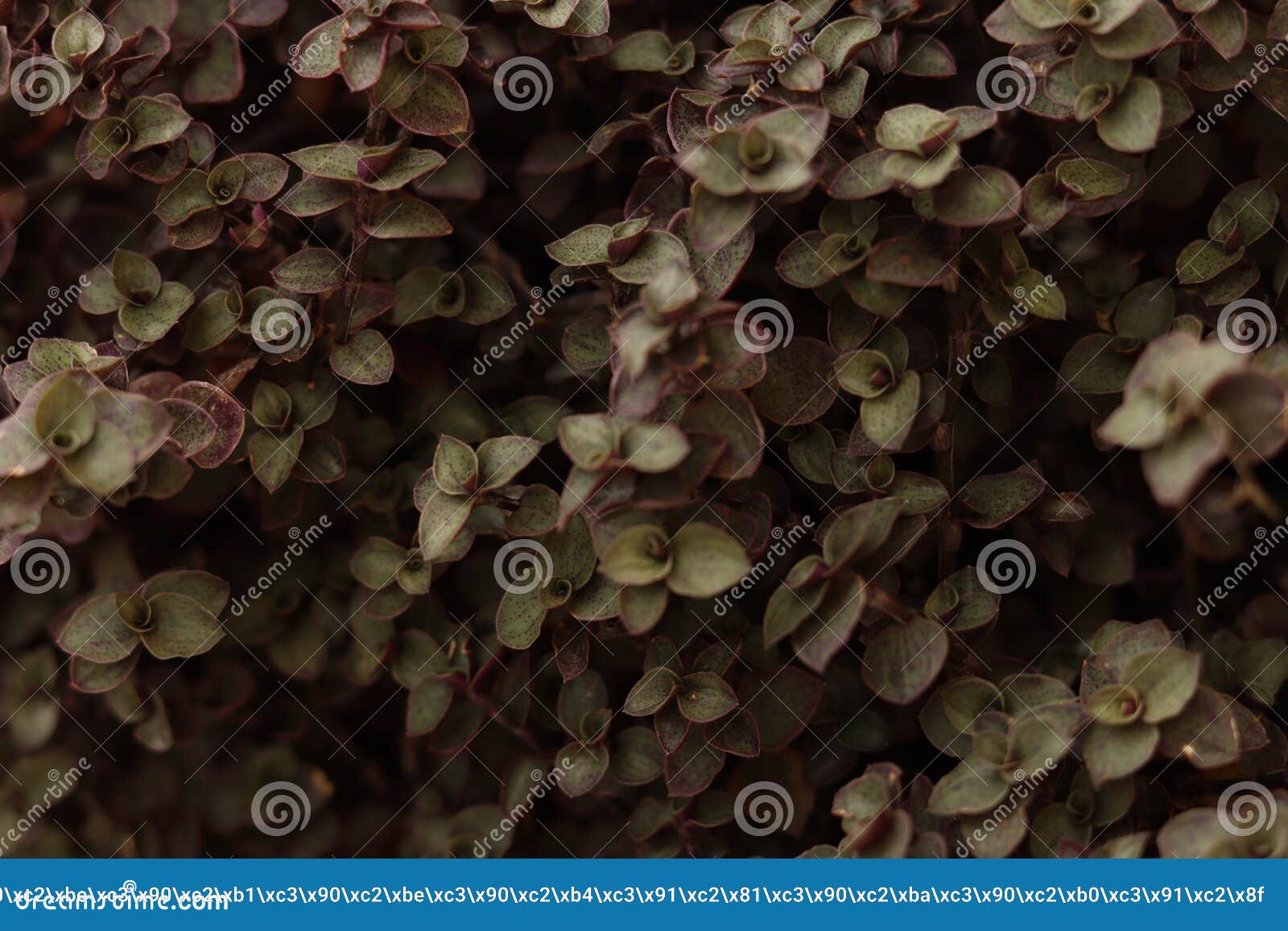 Turtle Vine Creeping Plant Inch Plant Background Stock Photo - Image of ...