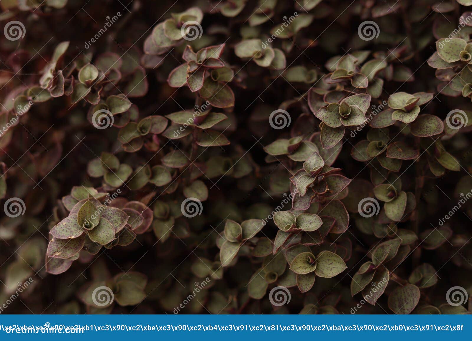Turtle Vine Creeping Plant Inch Plant Background Stock Photo - Image of ...