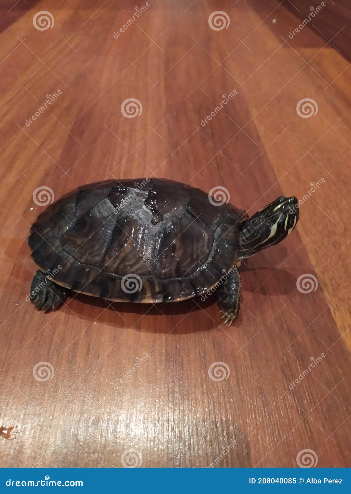 A Turtle Walking Down the Hall at Home Stock Image - Image of tortoise ...