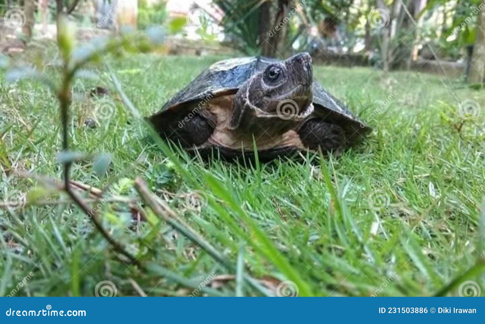 Turtle Walking on the Grass in Front of the House Stock Photo - Image ...