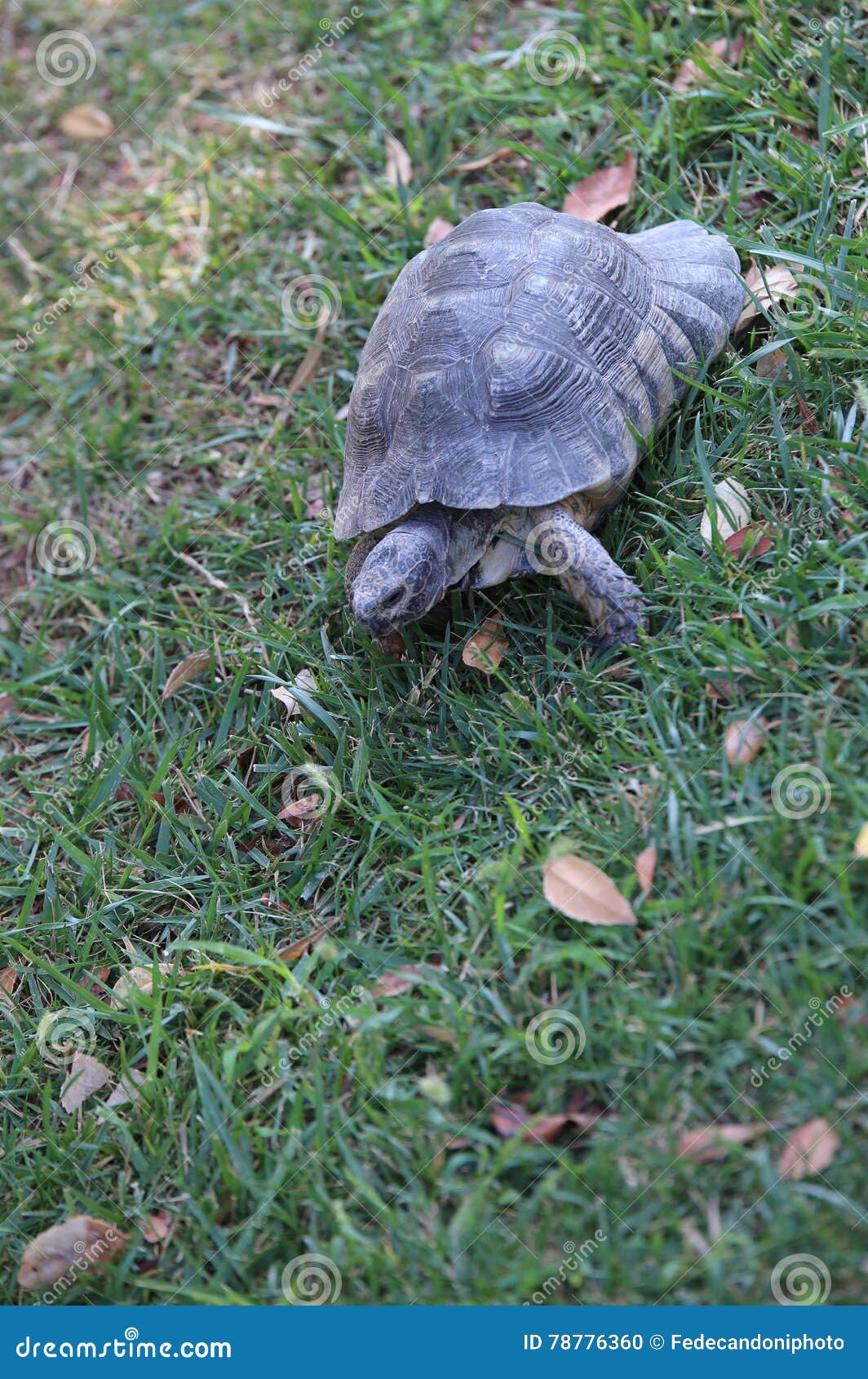 Turtle Walking on the Grass of the Lawn Stock Photo - Image of wildlife ...