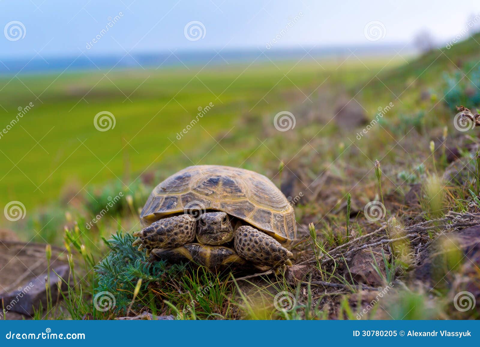 Turtle walking stock image. Image of scale, nature, animal - 30780205