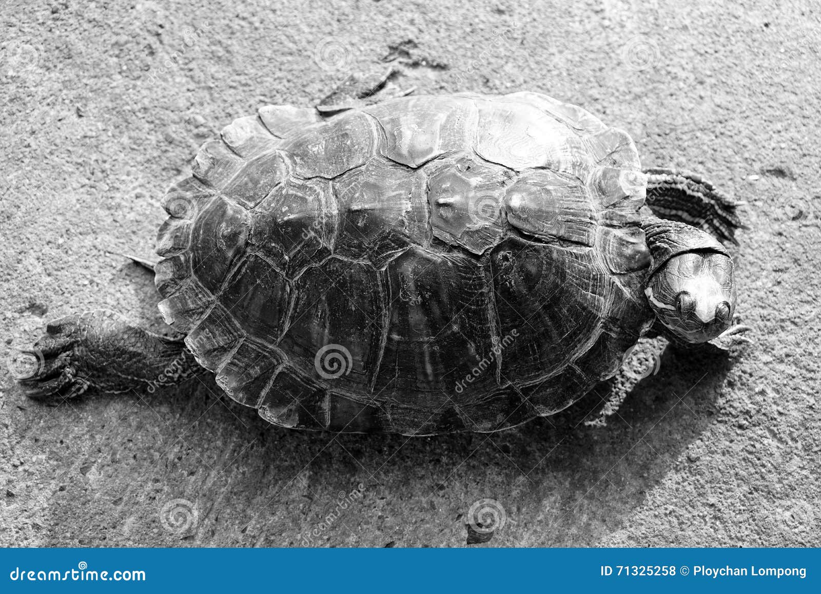 Turtle Walking on the Ground Stock Photo - Image of animal, amphibian ...