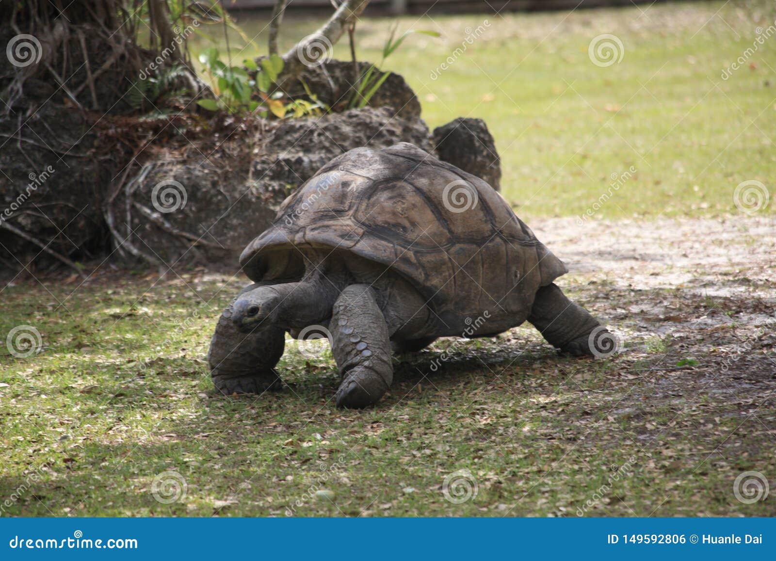A turtle is walking stock photo. Image of eating, birdflying - 149592806