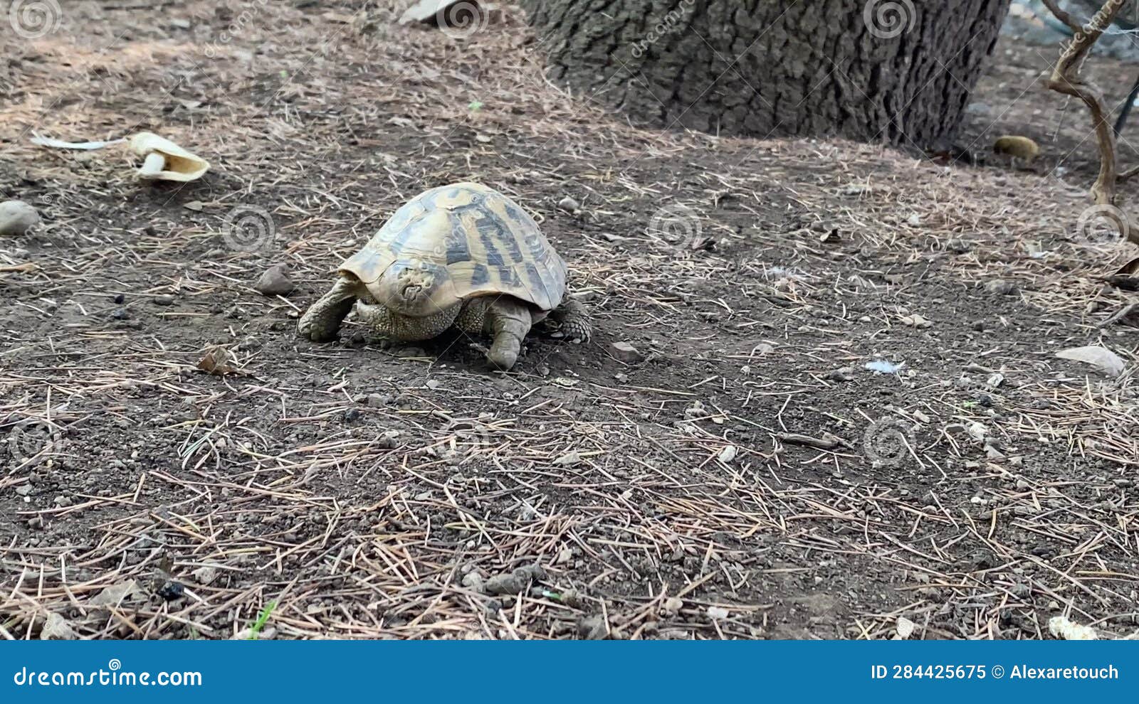 Turtle Walking on the Ground Stock Video - Video of wildlife, grass ...