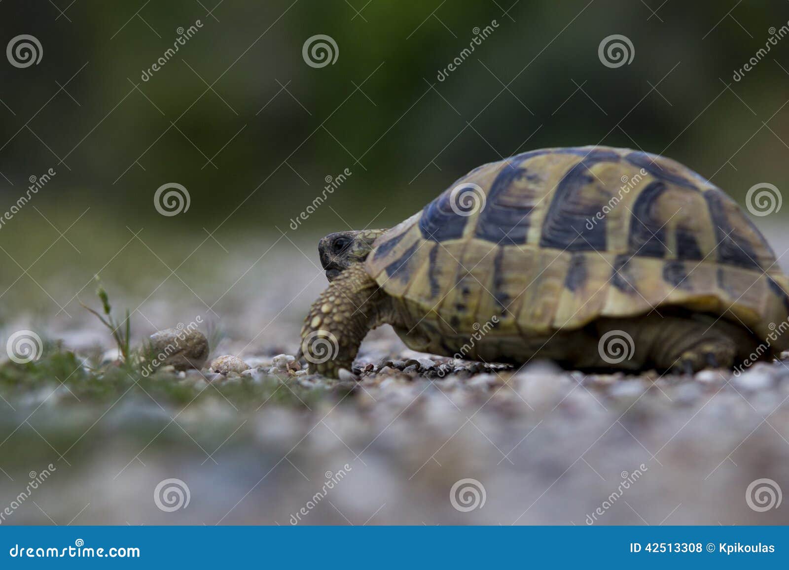 Turtle walking stock photo. Image of wild, nature, field - 42513308