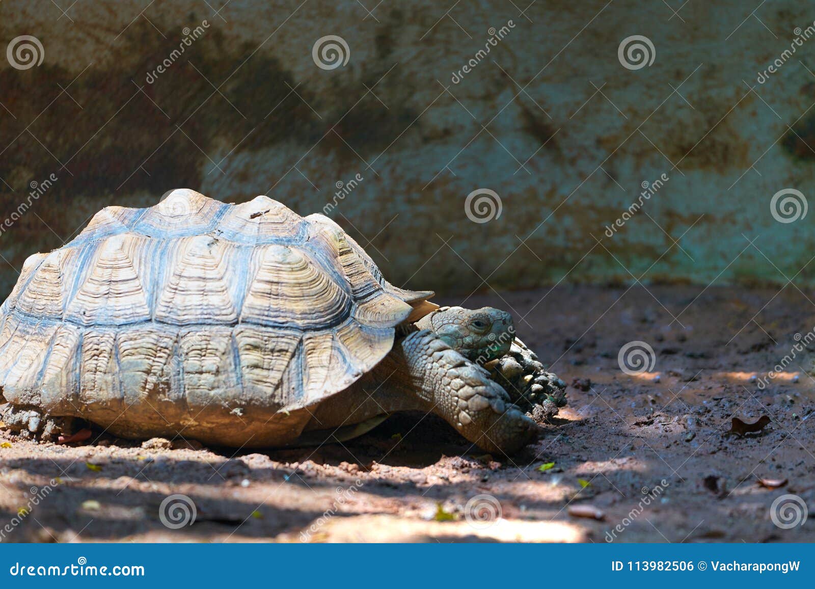 Turtle Walking on Mud Soil with Sun Light and Shady Stock Photo - Image ...