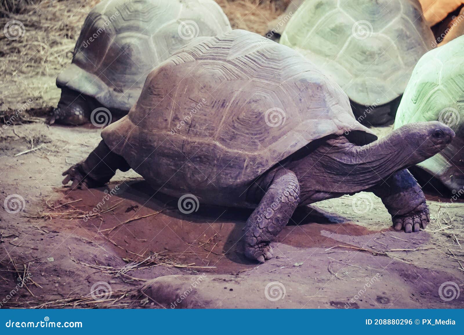 Turtle walking - side view stock photo. Image of animal - 208880296