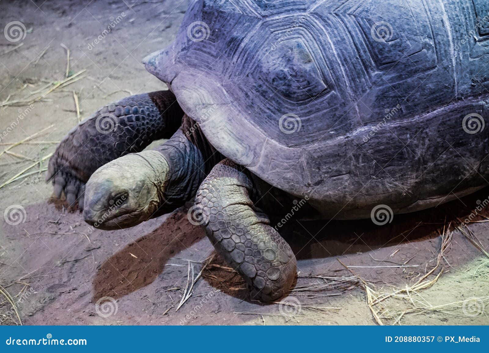 Turtle walking - side view stock image. Image of side - 208880357