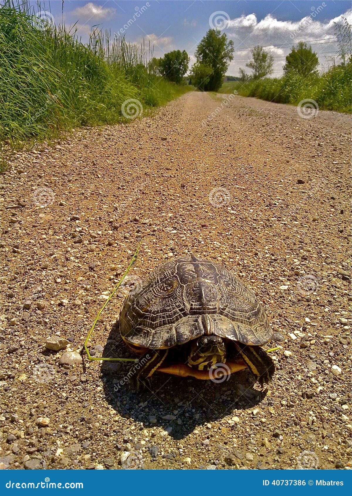 Turtle stock photo. Image of fields, slow, clear, turtle - 40737386