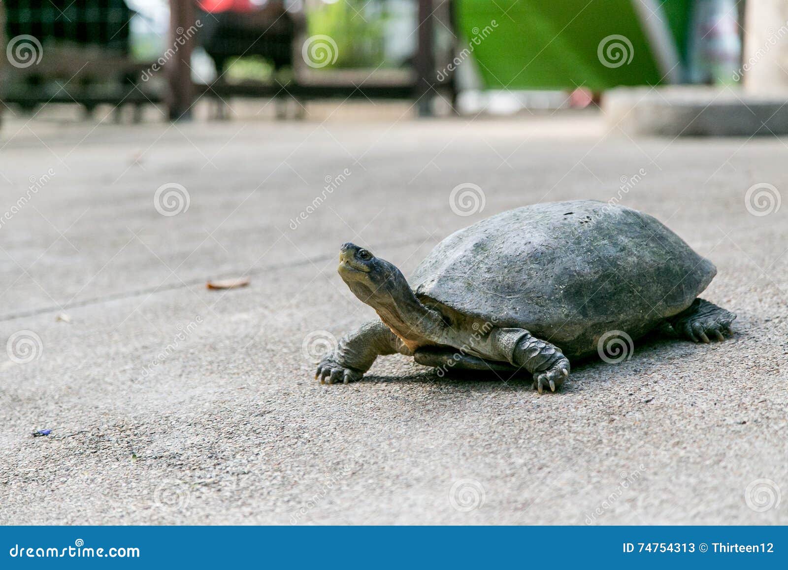 Turtle Walking on the Street Stock Image - Image of nature, life: 74754313