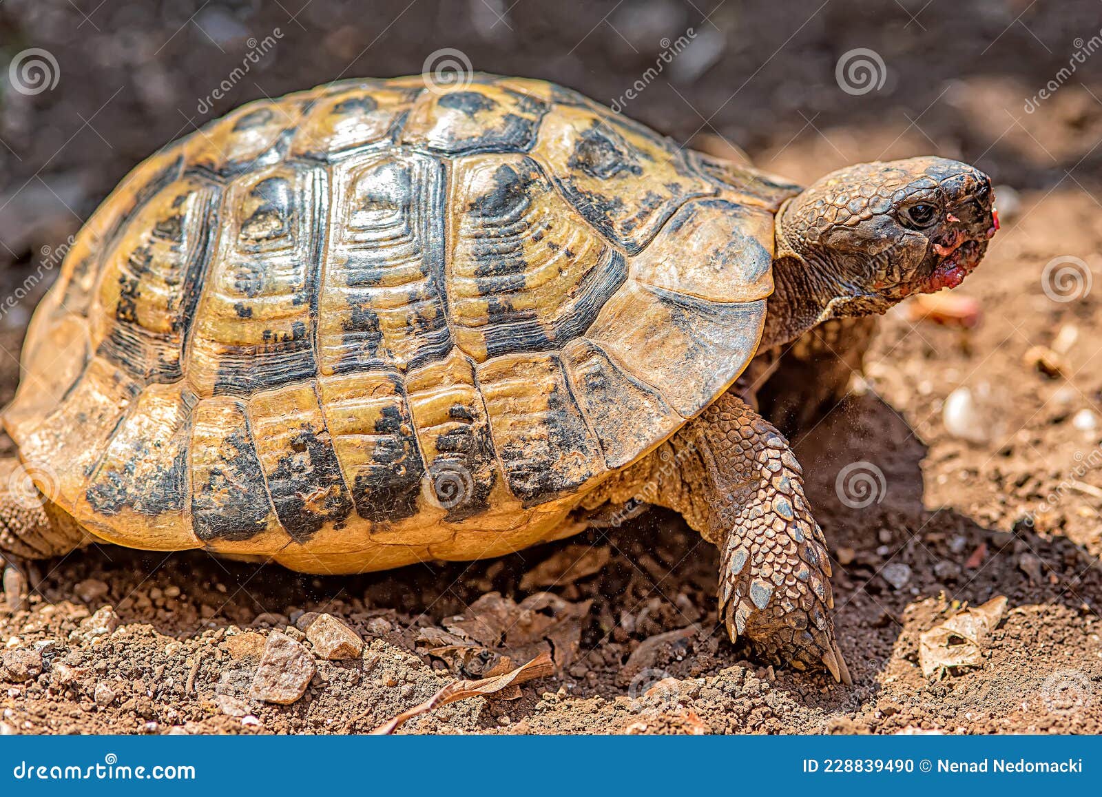 A Turtle Walks on the Ground Stock Photo - Image of holding, brown ...