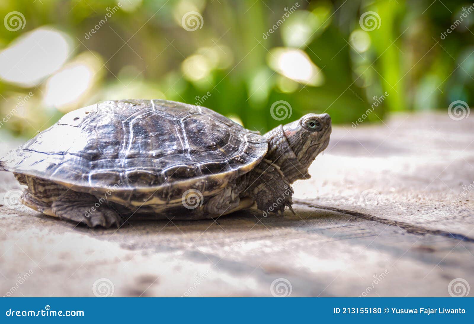 A turtle walks on a plank stock photo. Image of frog - 213155180