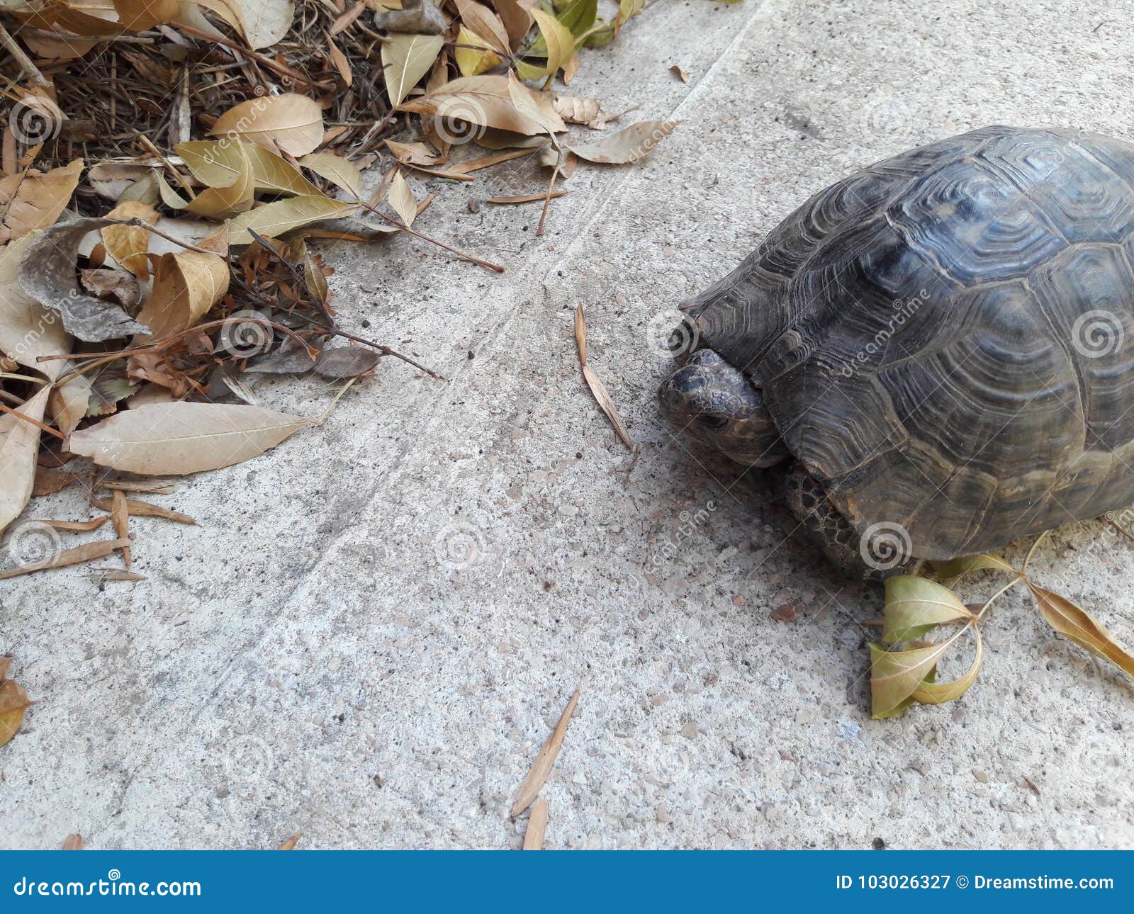 Turtle walks on a road stock image. Image of slow, tortoise - 103026327