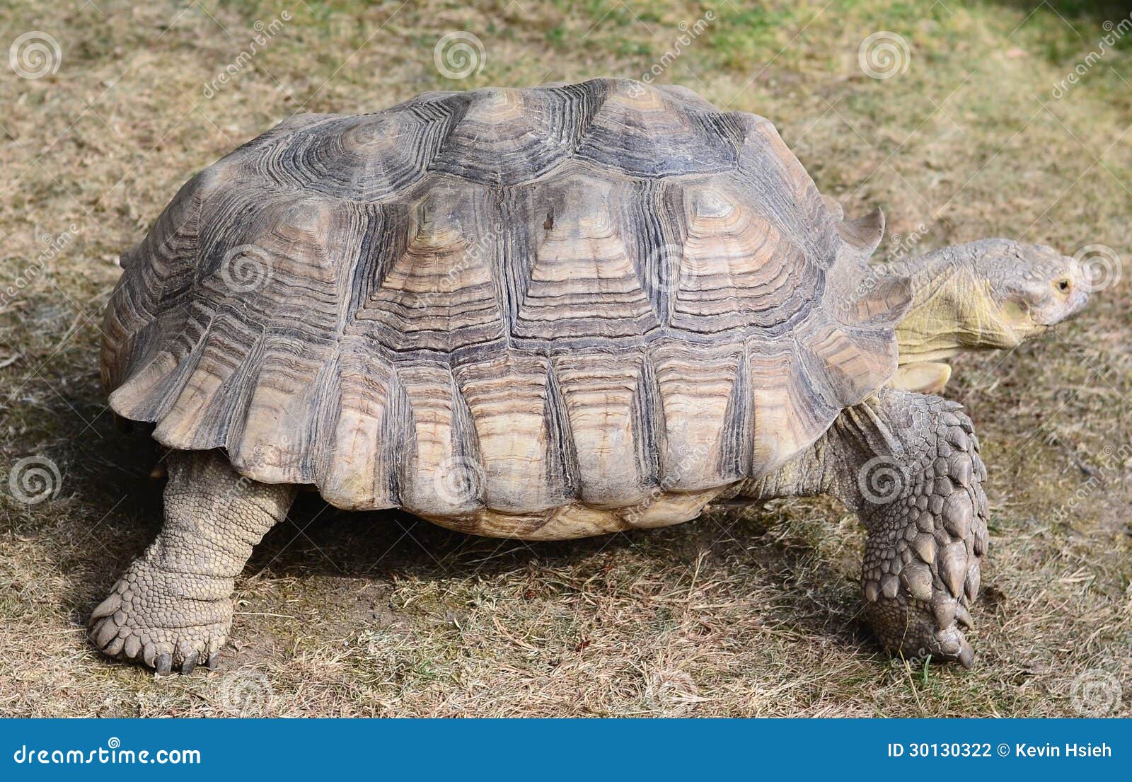 Turtle stock photo. Image of park, slow, wild, animal - 30130322
