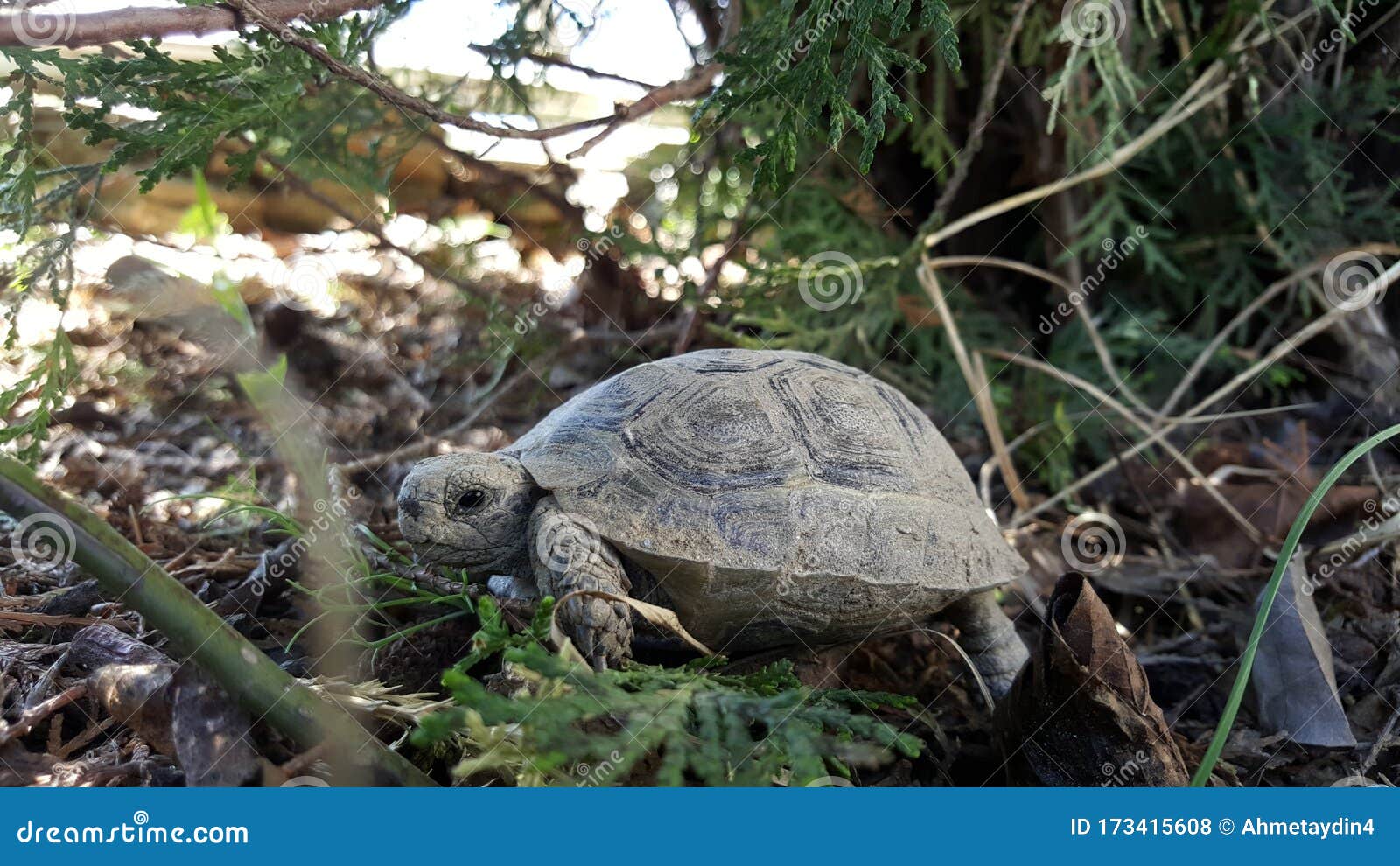 Turtle Wandering through the Bushes Stock Photo - Image of outdoor ...