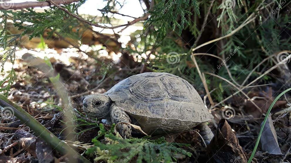 Turtle Wandering through the Bushes Stock Photo - Image of outdoor ...