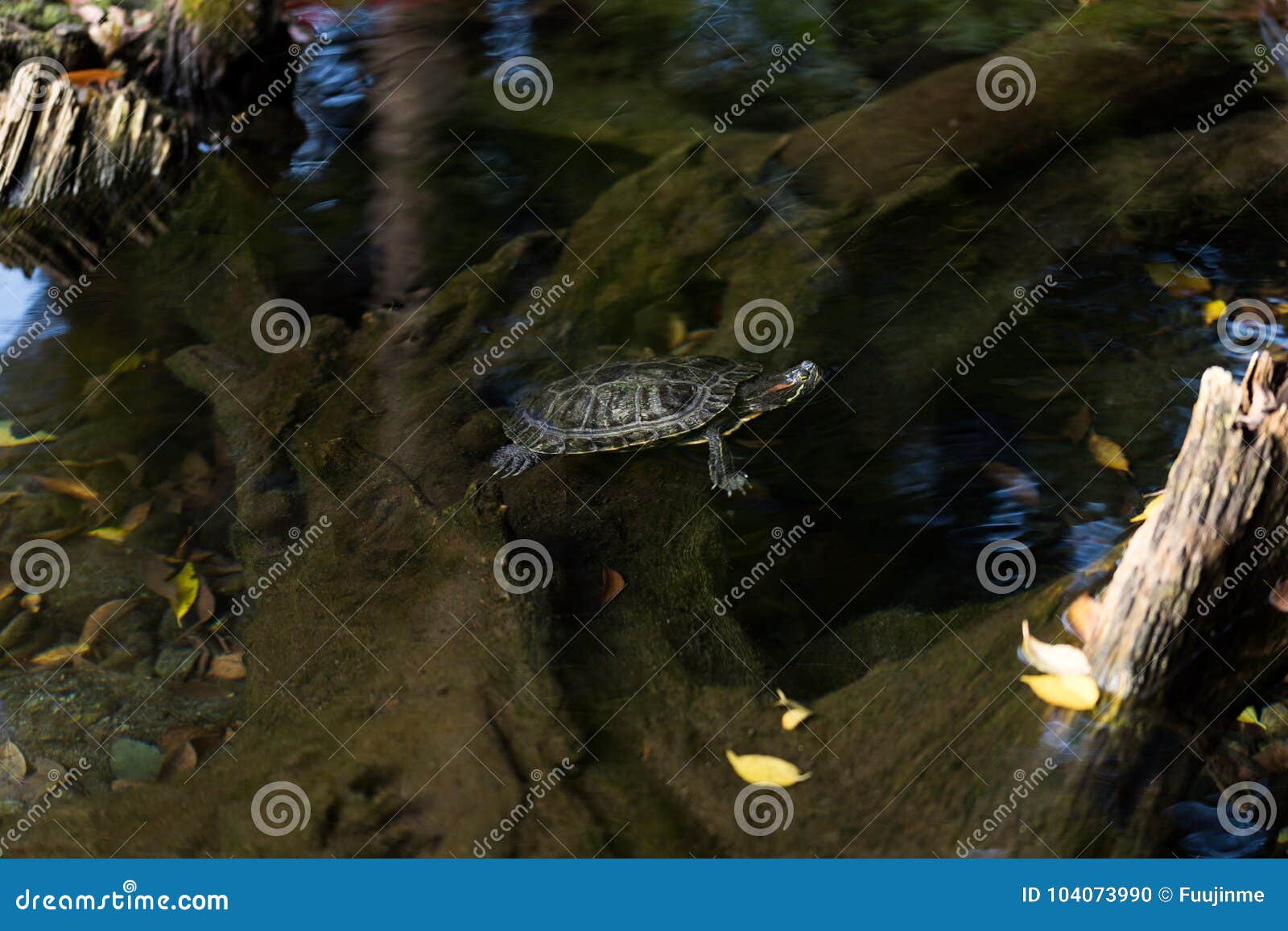 A Turtle that Warms the Body in the Sun Stock Photo - Image of pond ...
