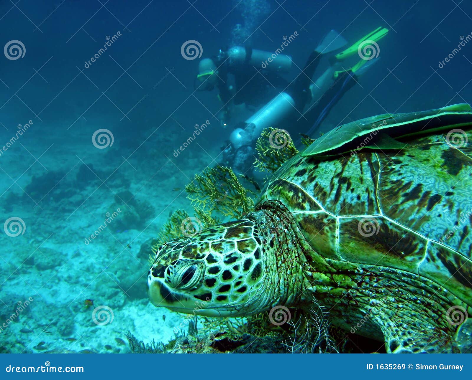Turtle Watching Scuba Divers Sipadan Borneo Stock Image - Image of fish ...