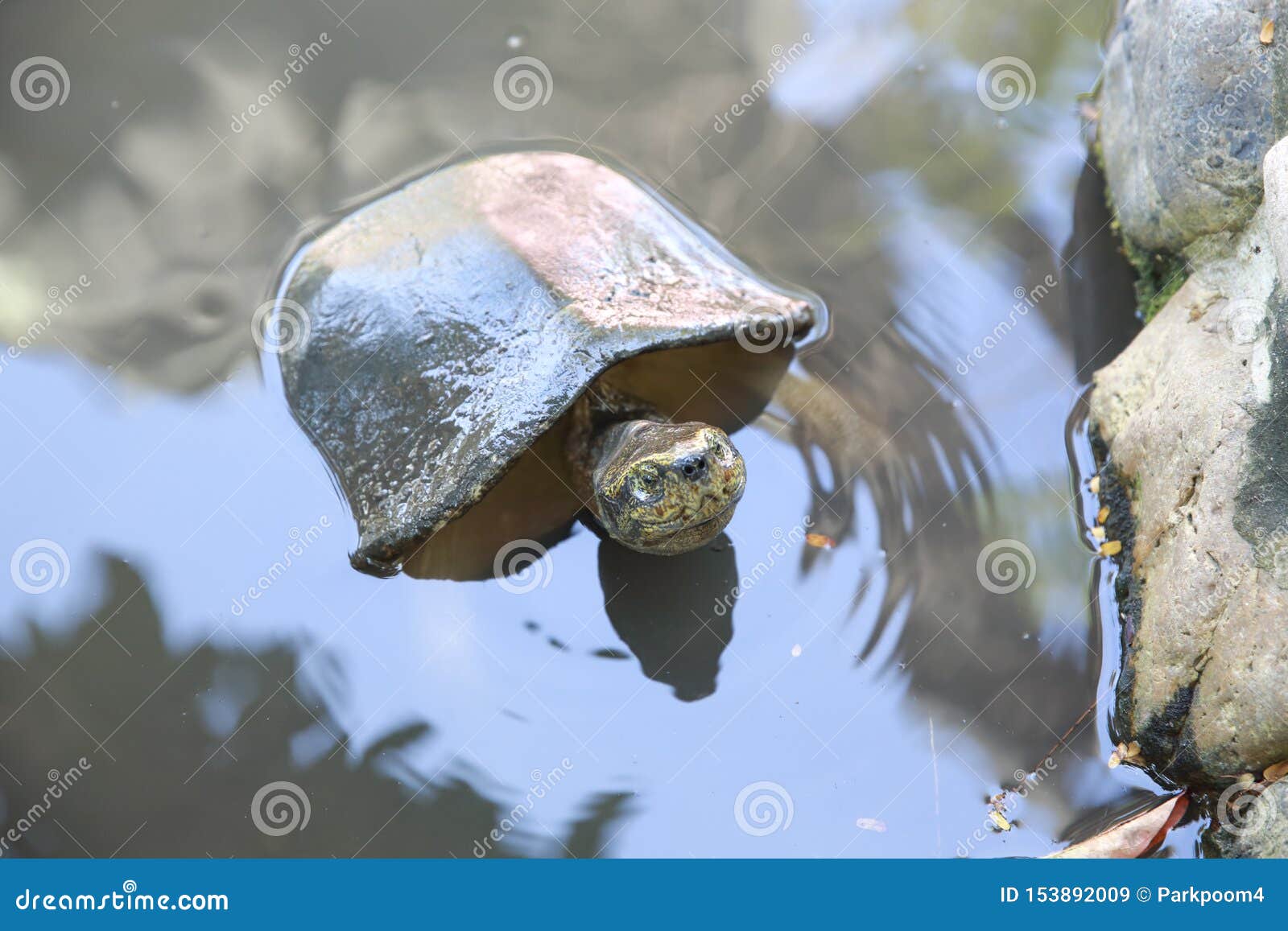 Turtle Swimming in Water Outdoor Stock Image - Image of bright, animal ...