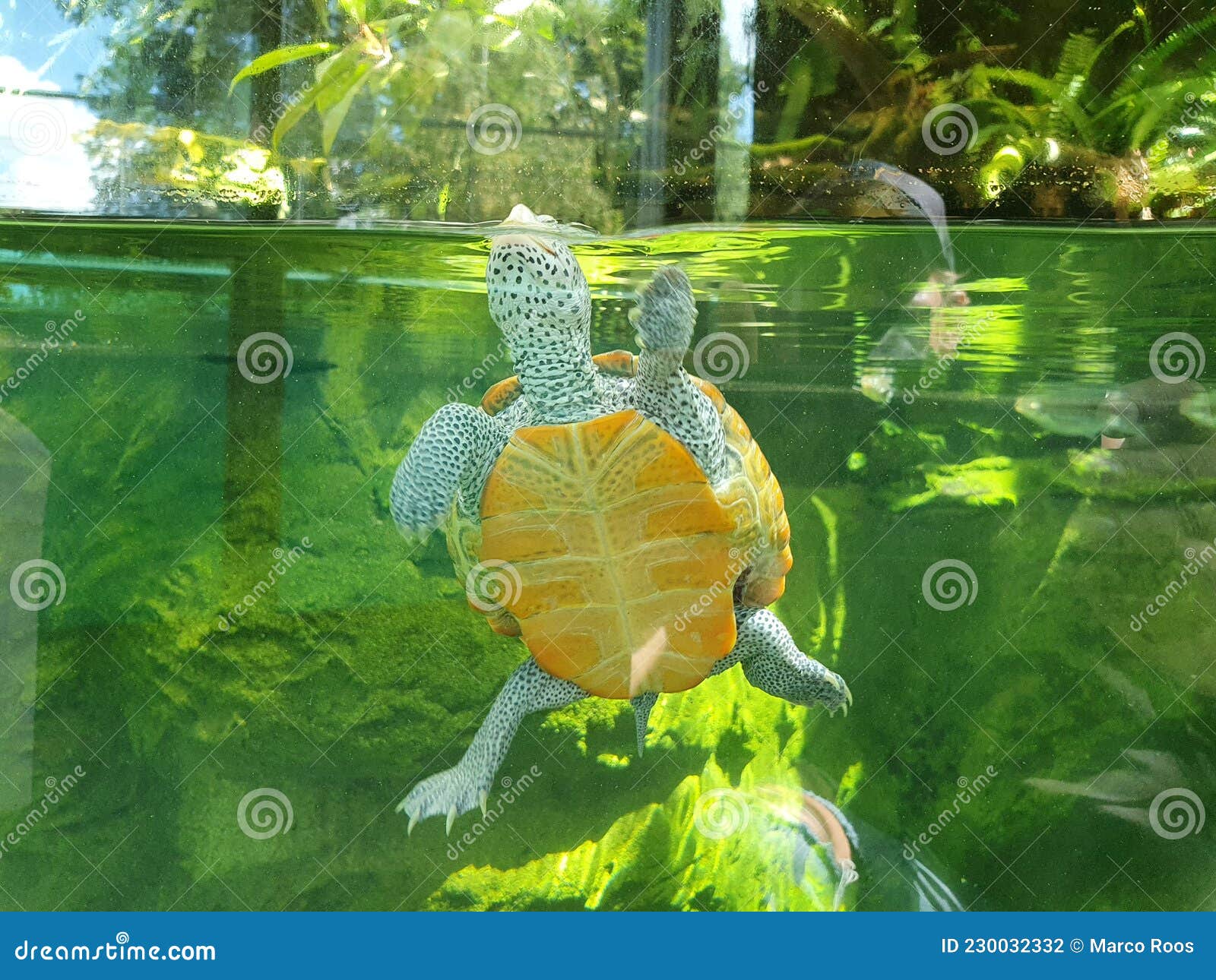 Turtle in water stock photo. Image of wildlife, animal - 230032332