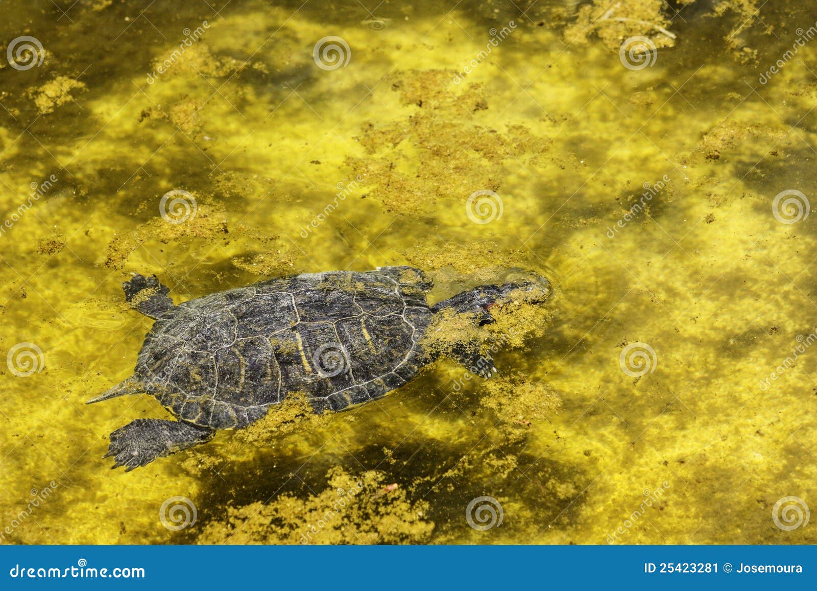 Turtle in the water stock illustration. Illustration of nature - 25423281