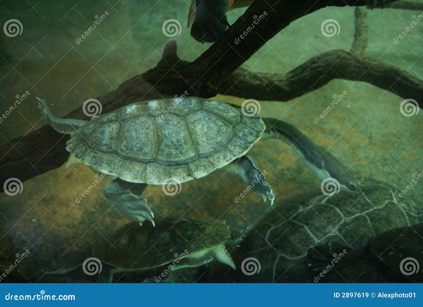 Turtle in water stock image. Image of green, tail, captive - 2897619