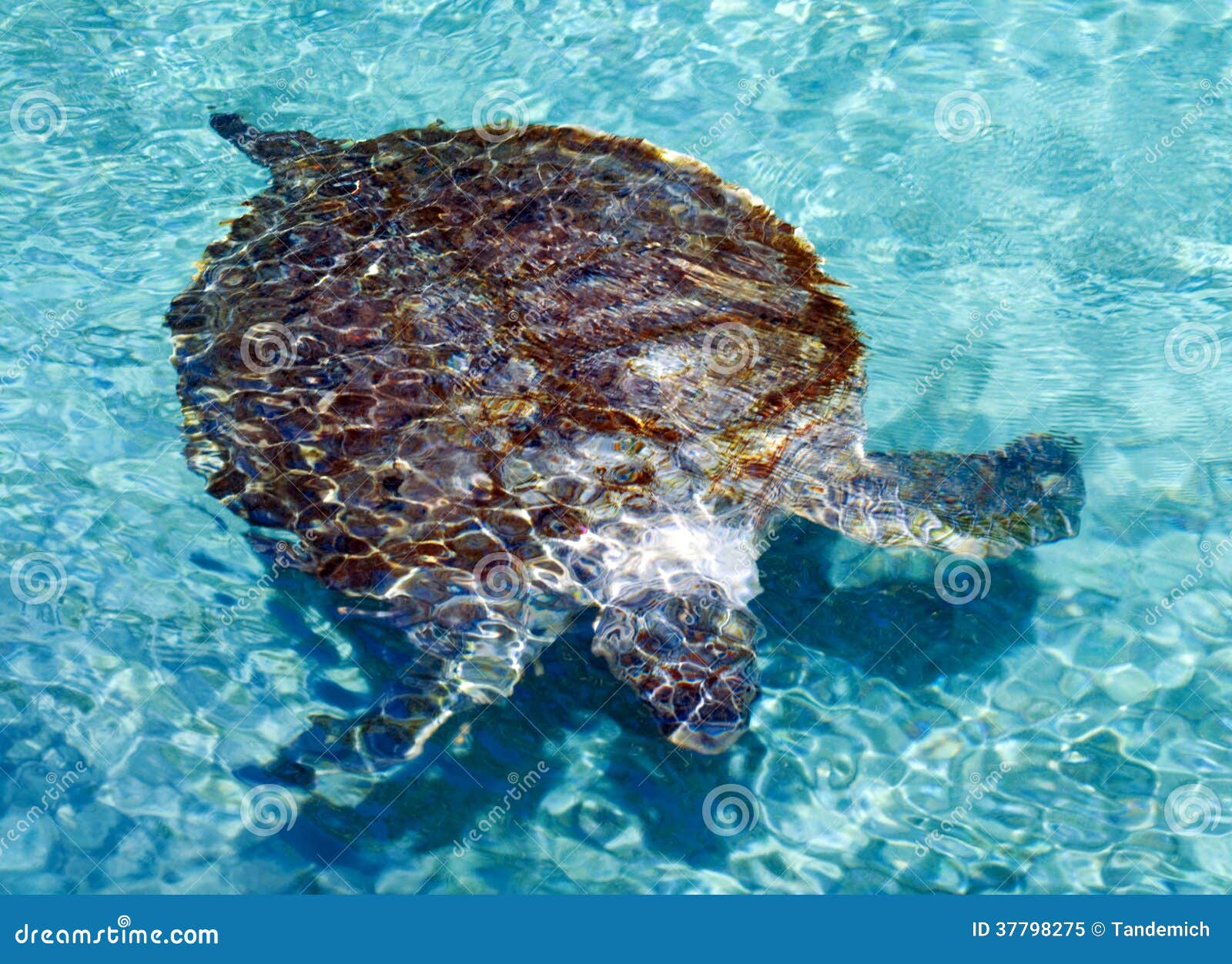 Turtle in water stock image. Image of marine, wildlife - 37798275