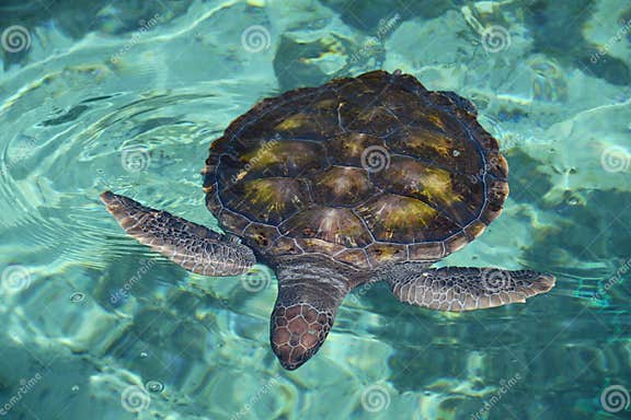 Turtle in Water stock photo. Image of reptile, background - 243098040