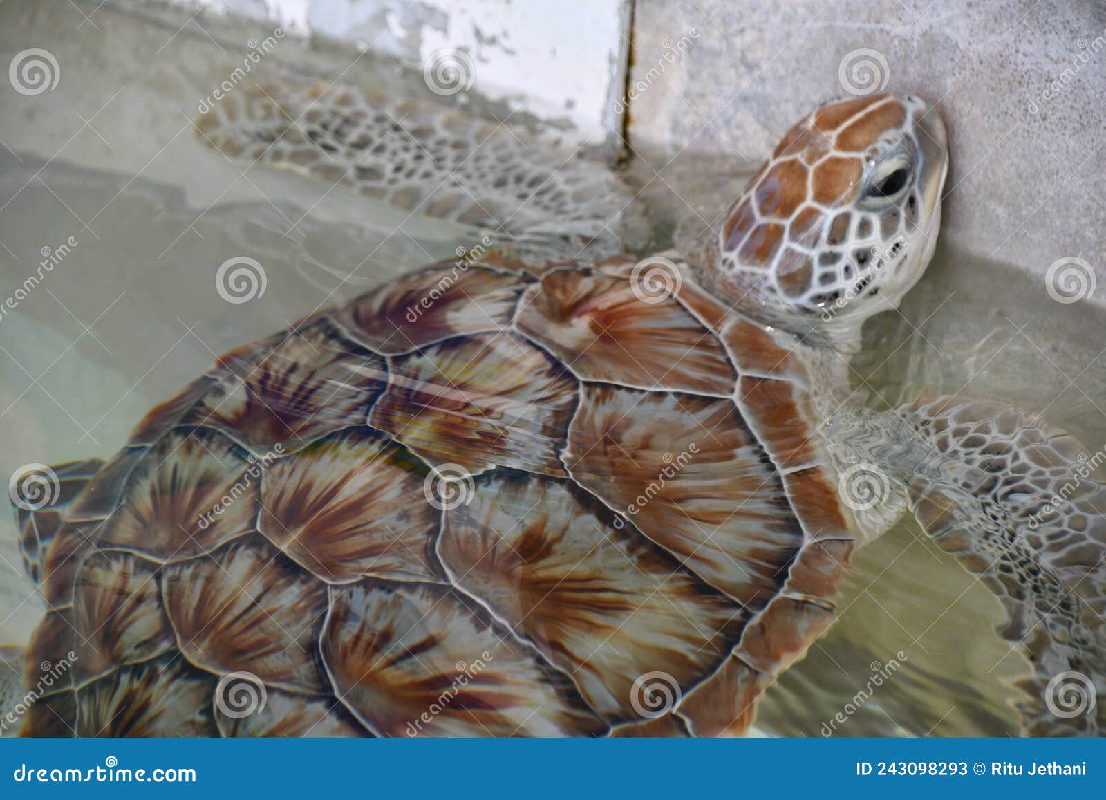 Turtle in Water stock image. Image of flipper, fauna - 243098293
