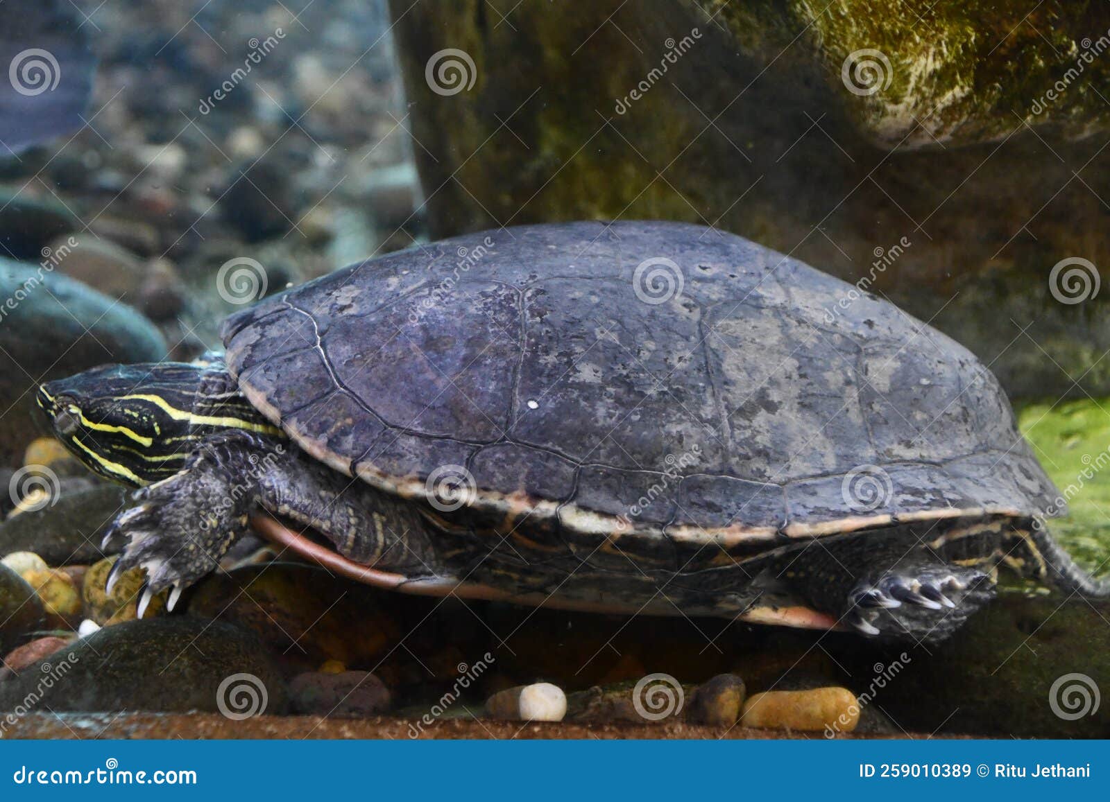 Turtle in Water stock image. Image of reef, dive, aquarium - 259010389