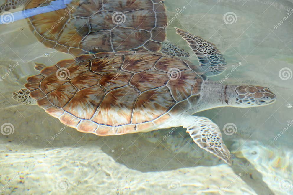 Turtle in Water stock image. Image of paradise, ocean - 243098099