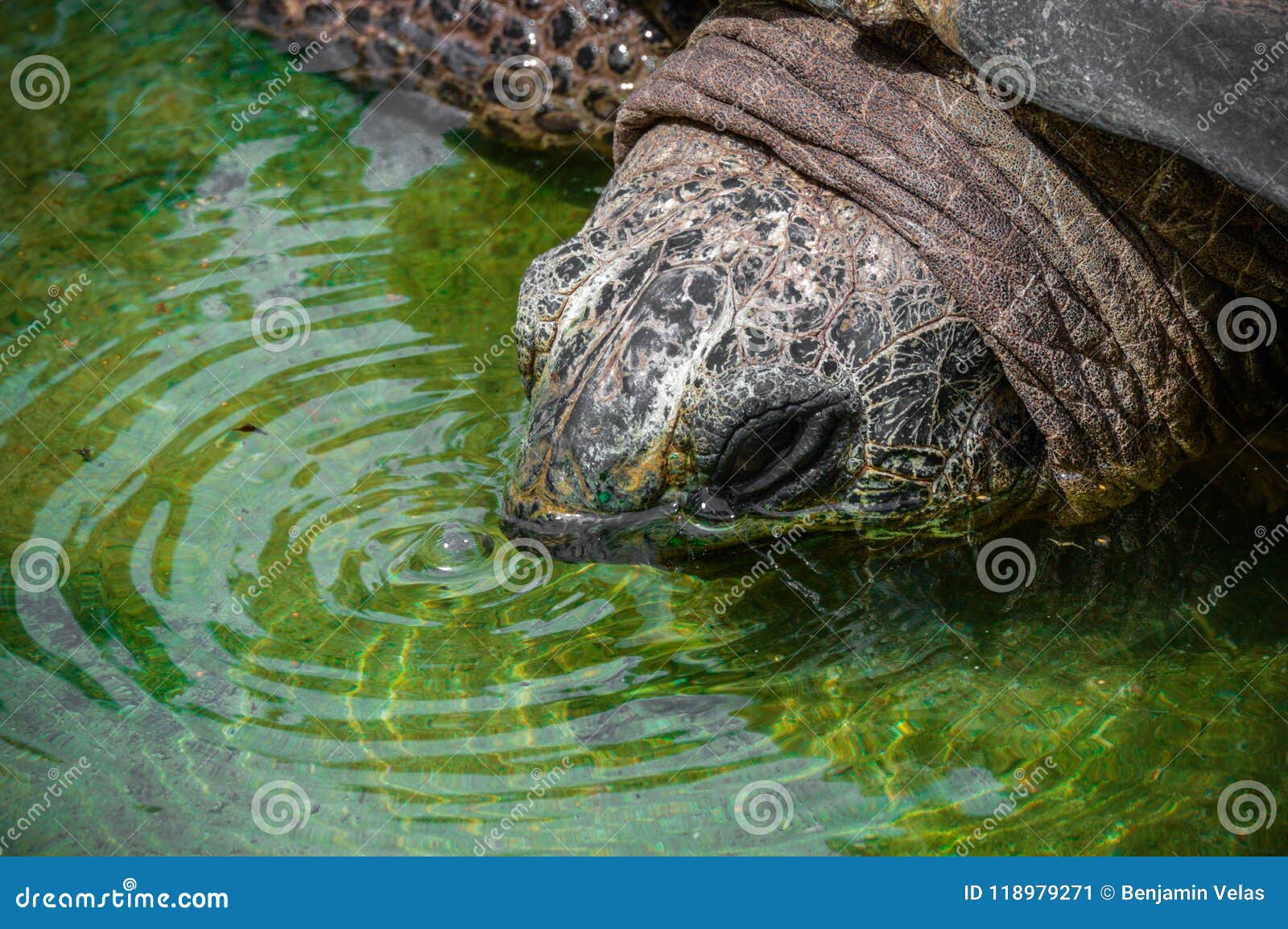 Turtle in the water stock image. Image of head, wild - 118979271