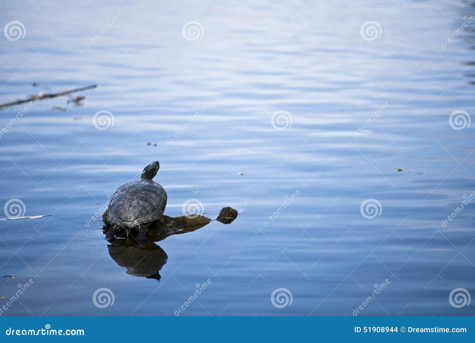 Turtle in Water stock photo. Image of reflection, floating - 51908944
