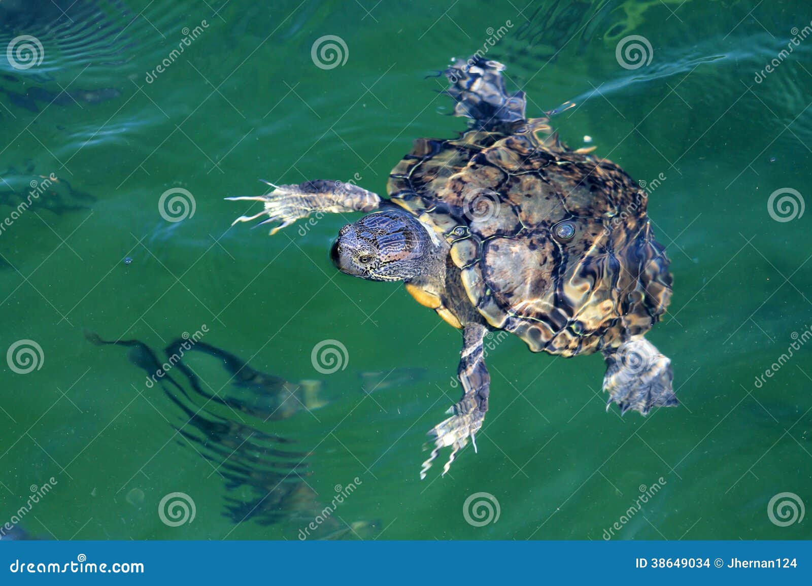 Turtle in water stock photo. Image of amphibian, swimming - 38649034