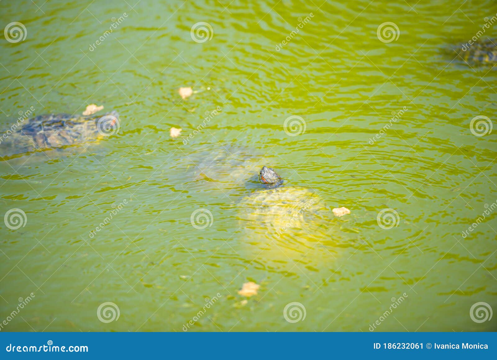 Turtle at the Sea in Kassandra, Greece Stock Image - Image of transalpina, island: 186232061