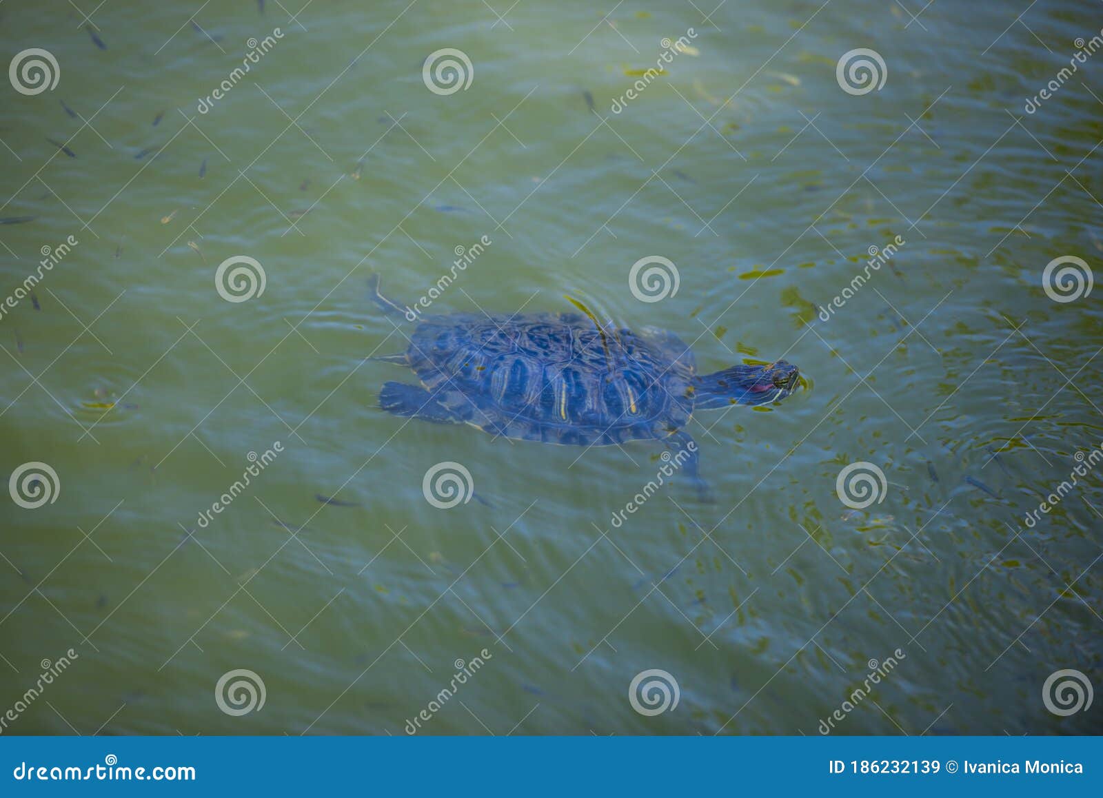 Turtle at the Sea in Kassandra, Greece Stock Image - Image of road, sand: 186232139