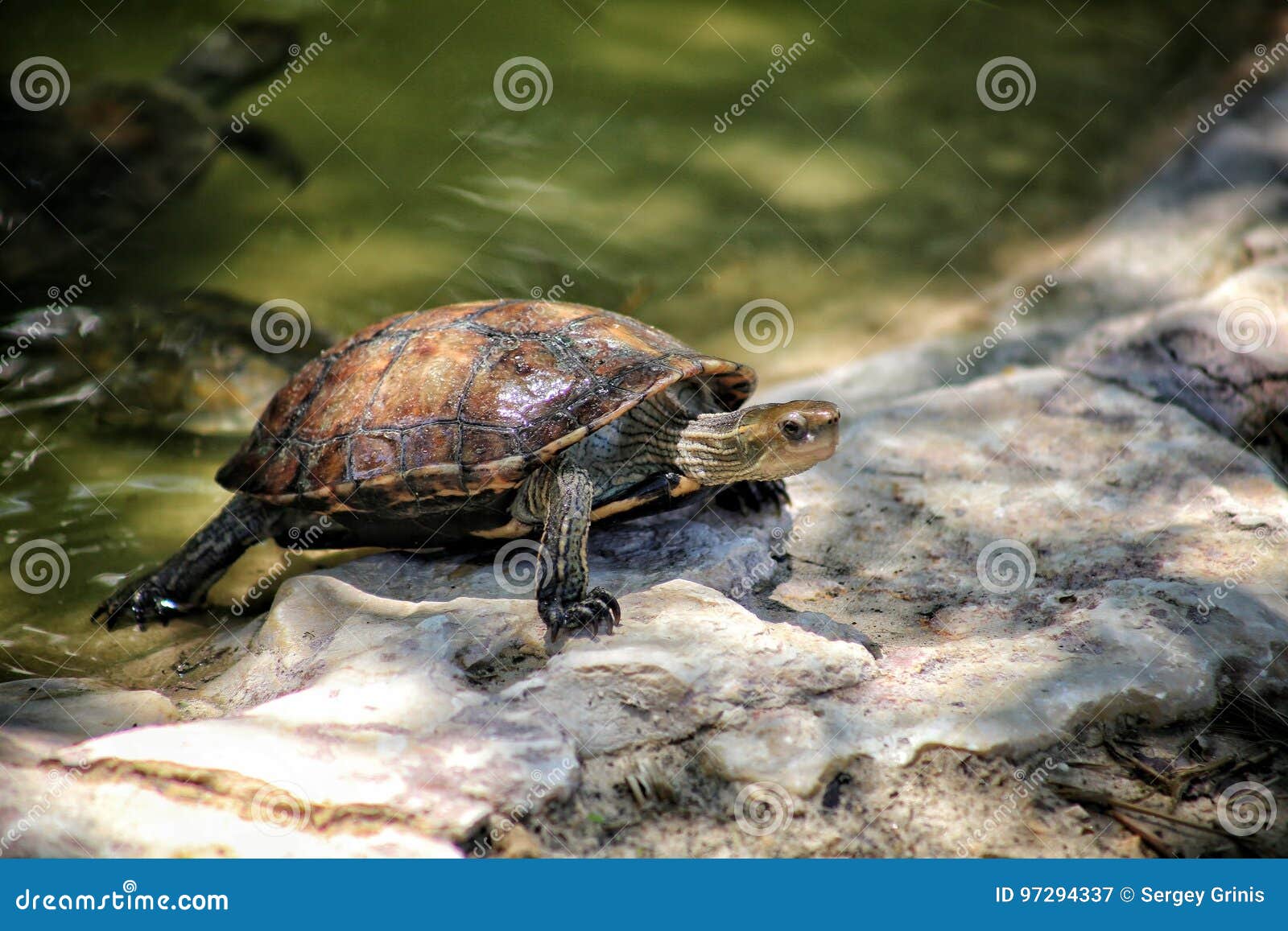 Turtle Water Nature Animal Slowly Stock Image - Image of water, animal ...