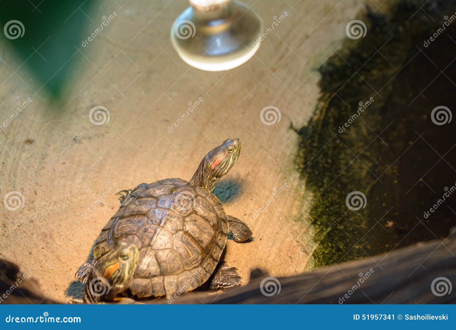 Turtle stock image. Image of water, shell, carnivore - 51957341