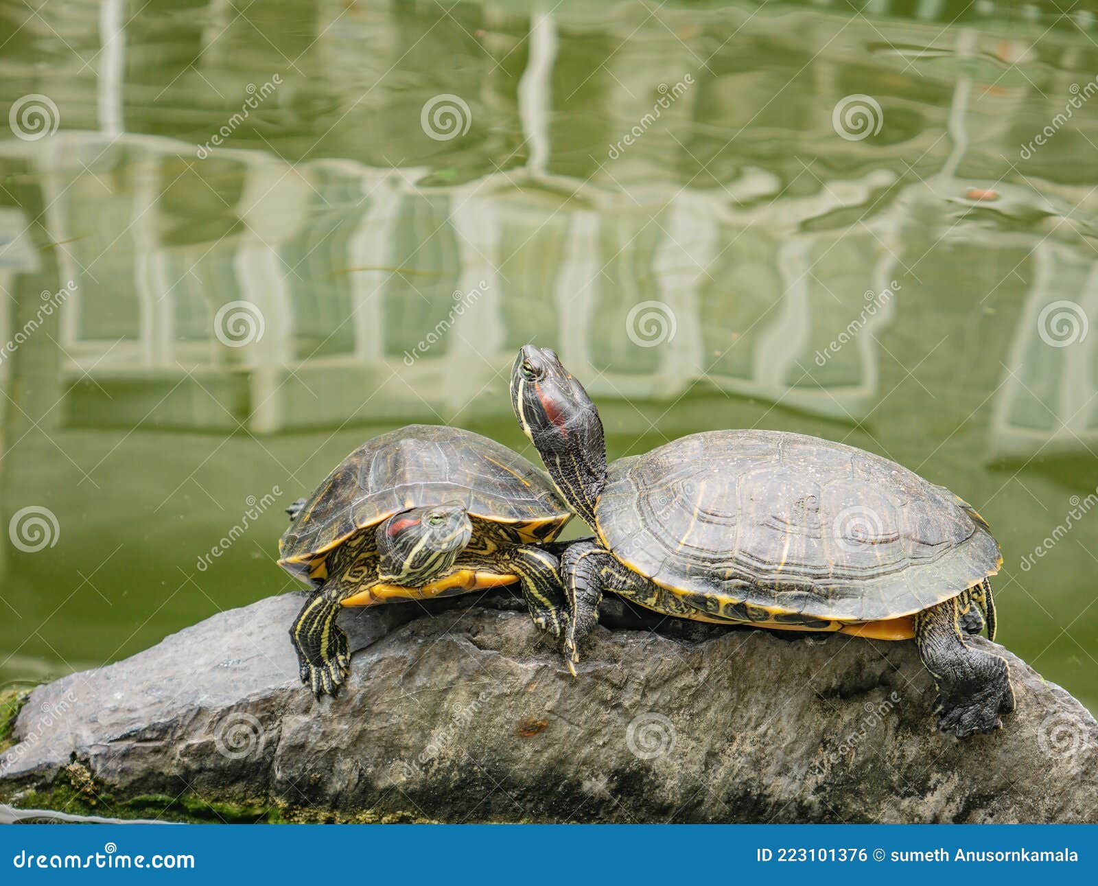 Turtle in the Water Pond with Refraction of the Tree Stock Photo ...