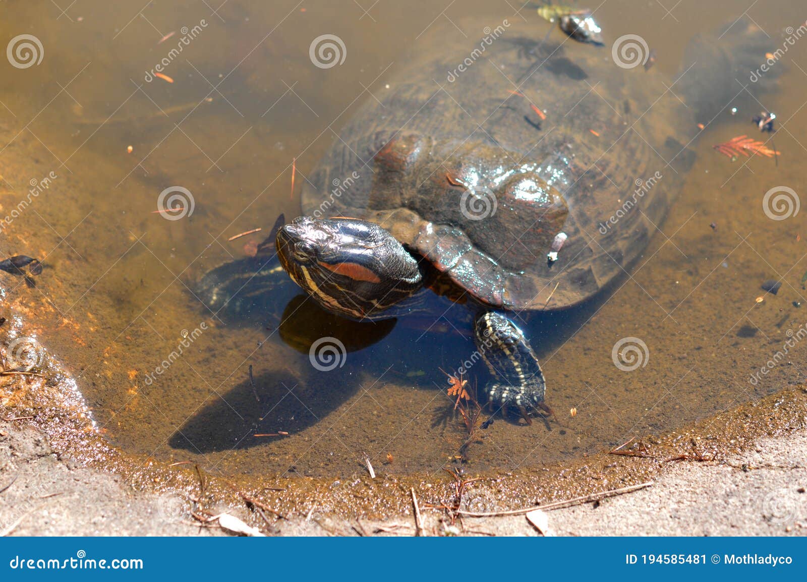 Turtle in the Water Relaxing Stock Image - Image of cement, garden ...