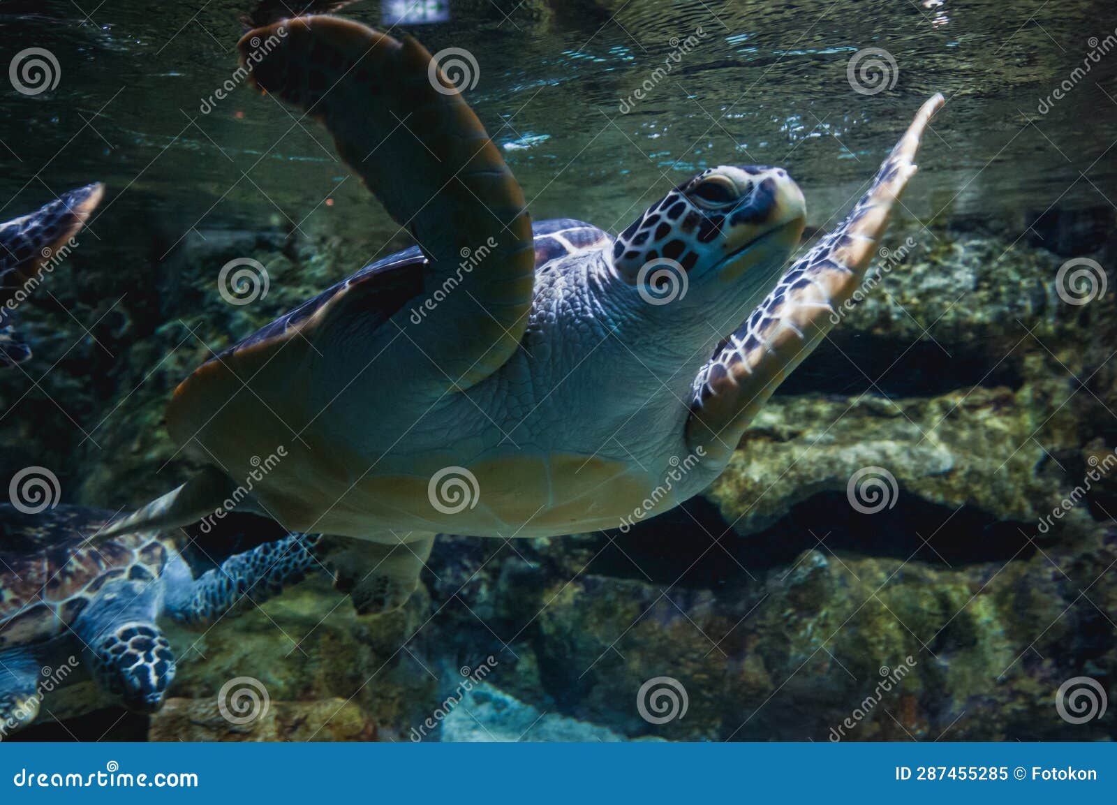 Turtle in water stock image. Image of tank, fish, swimming - 287455285