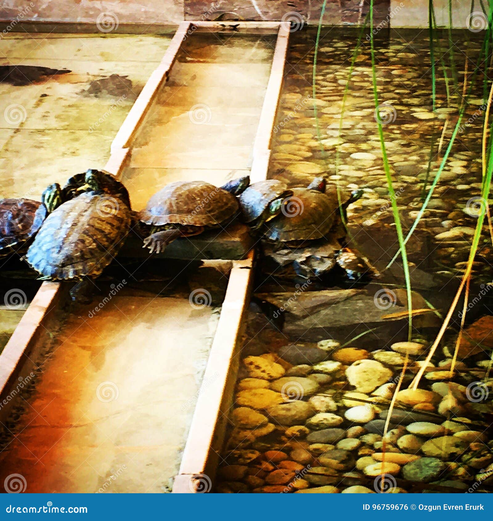 Turtle Water Animals Stock Image | CartoonDealer.com #125752705