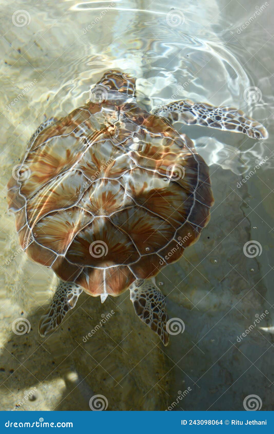 Turtle in Water stock photo. Image of holiday, banner - 243098064
