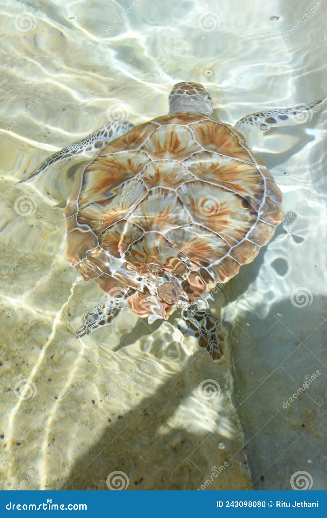 Turtle in Water stock photo. Image of ecosystem, exotic - 243098080